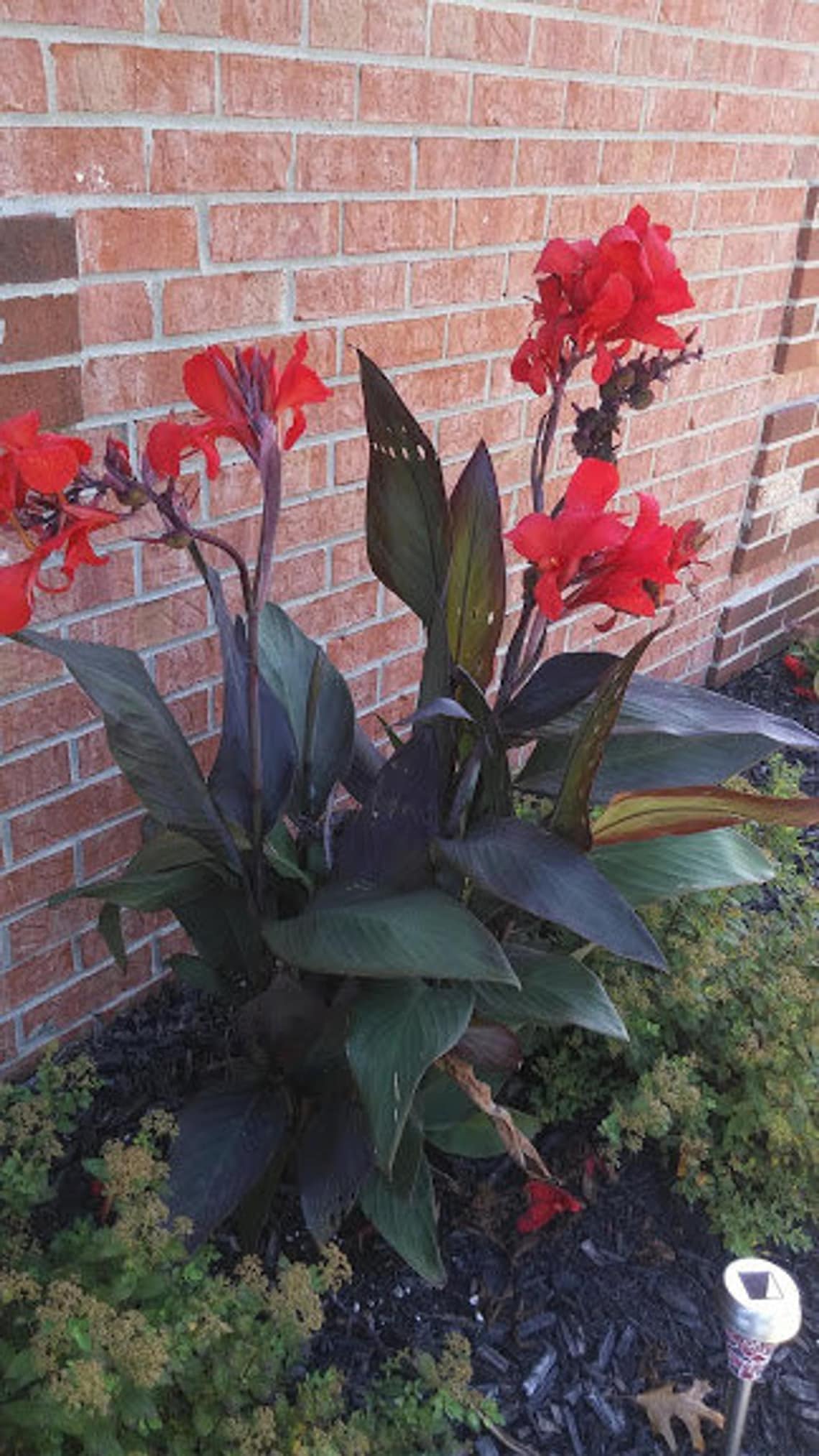 Canna Indica / Edulis India Shot Lily Canna Lily 10 Seeds - Etsy