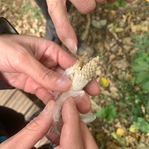 Dregea Volubilis, Wattakaka Volubilis, Hemajivanti, Wax Flower, Jukti ...