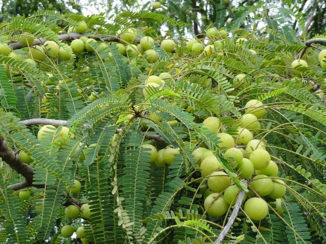 Phyllanthus Emblica Seeds India Gooseberry Seeds. Amla Seeds - Etsy