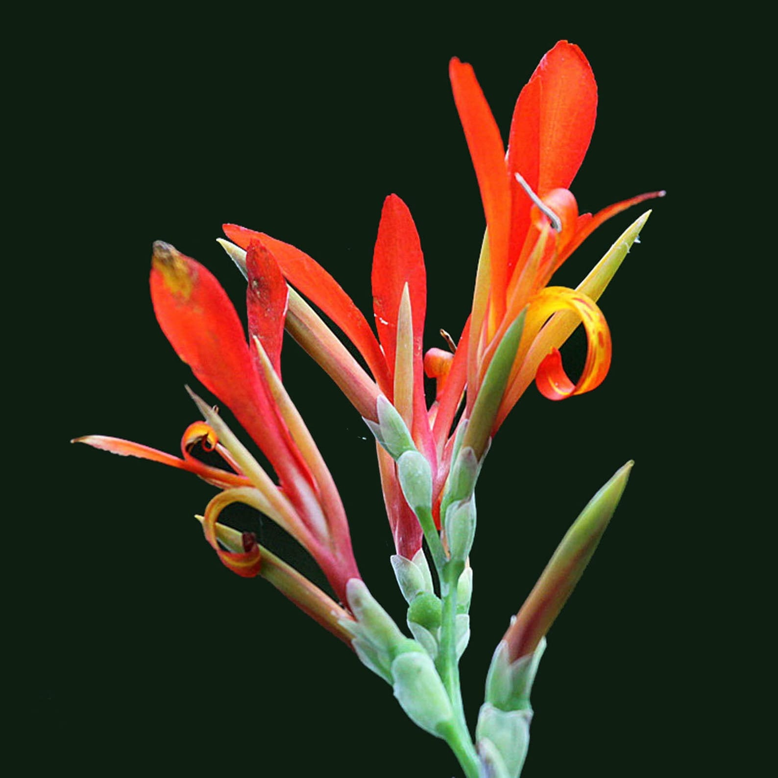 Canna Indica / Edulis India Shot Lily Canna Lily 10 Seeds - Etsy