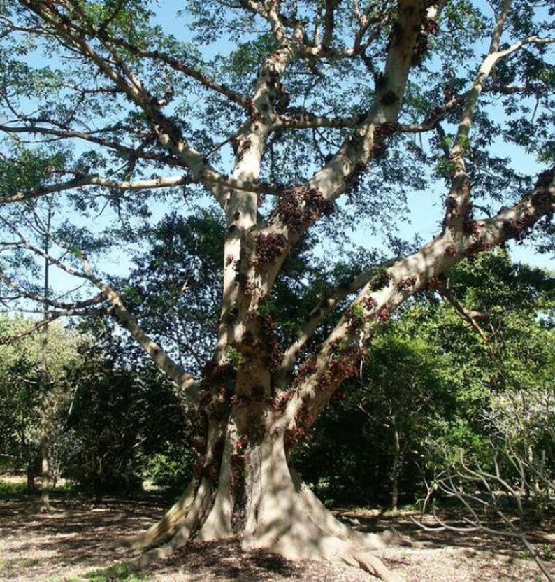 Ficus Racemosa Cluster Fig Tree Goolar India Edible Fruit - Etsy