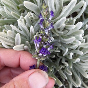 Lavandula Lanata Boiss Seeds - Woolly Lavender - Lavandula Spica Var ...