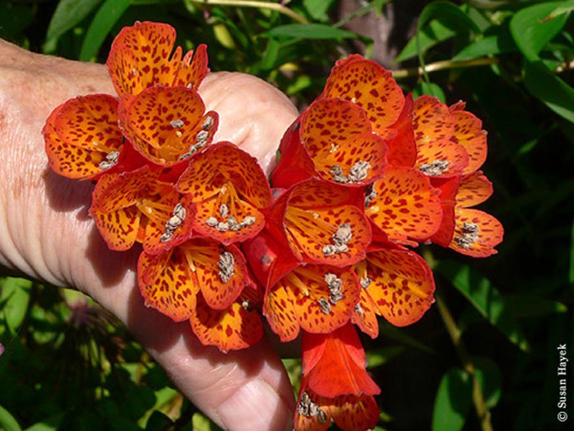 Bomarea Multiflora Seeds 5 Seeds Alstroemeria Flowers - Etsy