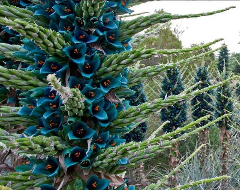 Puya Berteroniana Alpestris 15 Seeds Sapphire Tower Puya | Etsy