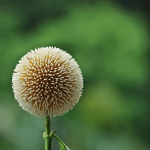 Haldina Cordifolia Seeds - Adina Cordifolia - Haldu Tree - 100 Seeds - Etsy