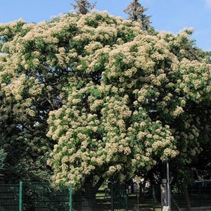 20 Bee Tree Euodia Hupehensis Seeds 20 Seeds tetradium | Etsy