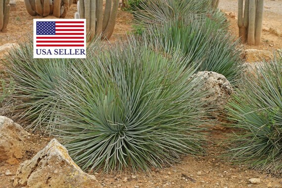 Agave Striata Subsp. Striata Espadin Hardy Spiney - Etsy
