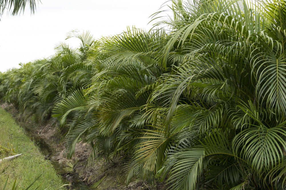 Areca Palm Hedge