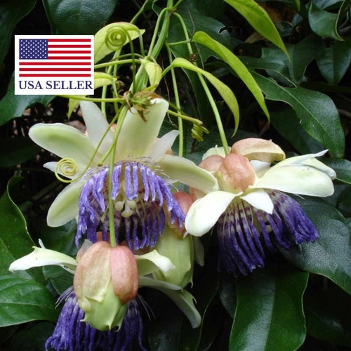 Passiflora Alnifolia Very Rare Passionfruit 5 Seeds - Etsy