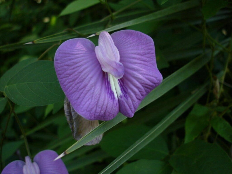 Butterfly Pea Centro Pink Centrosema Pubescens 5 Seeds | Etsy