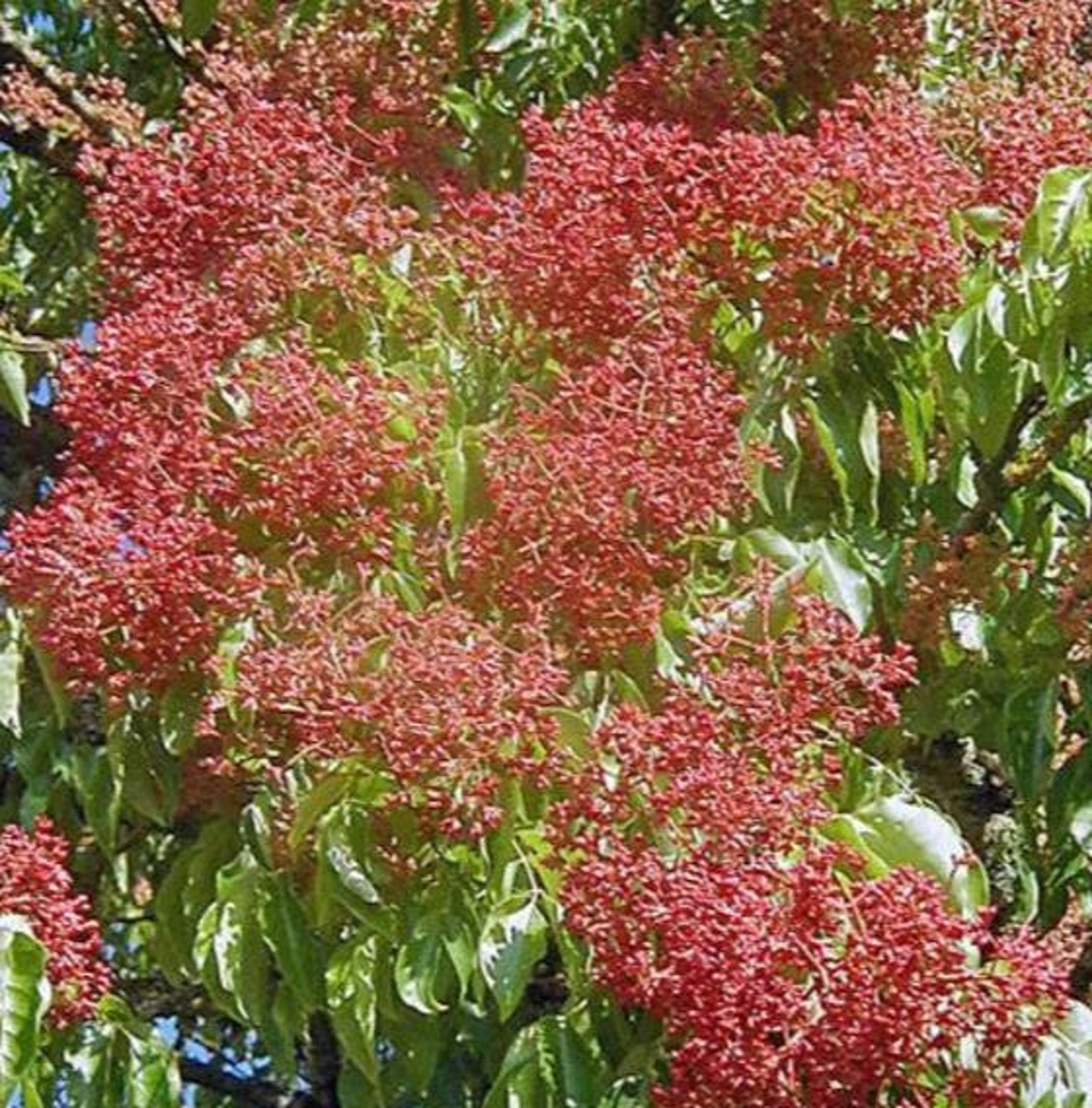 20 Bee Tree Euodia Hupehensis Seeds 20 Seeds tetradium | Etsy