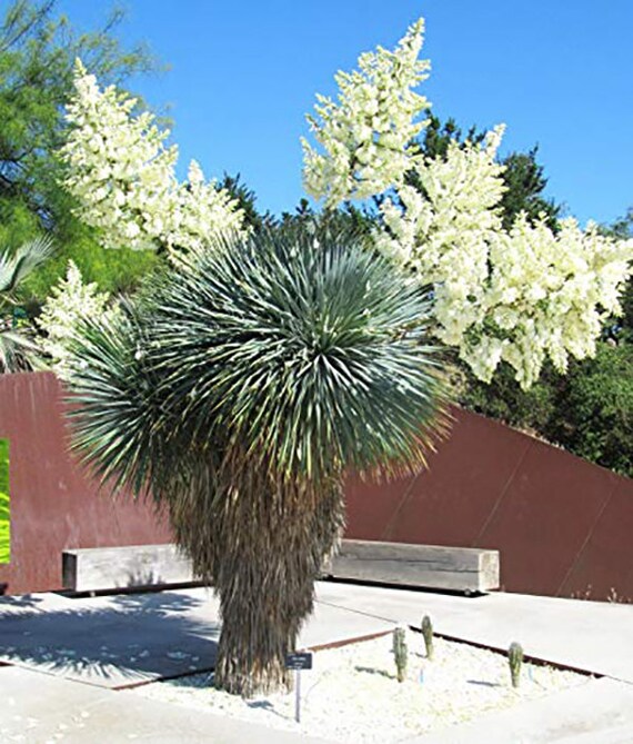 Yucca Rostrata 10 Seeds Blue Beaked Yucca Hardy to Severe | Etsy
