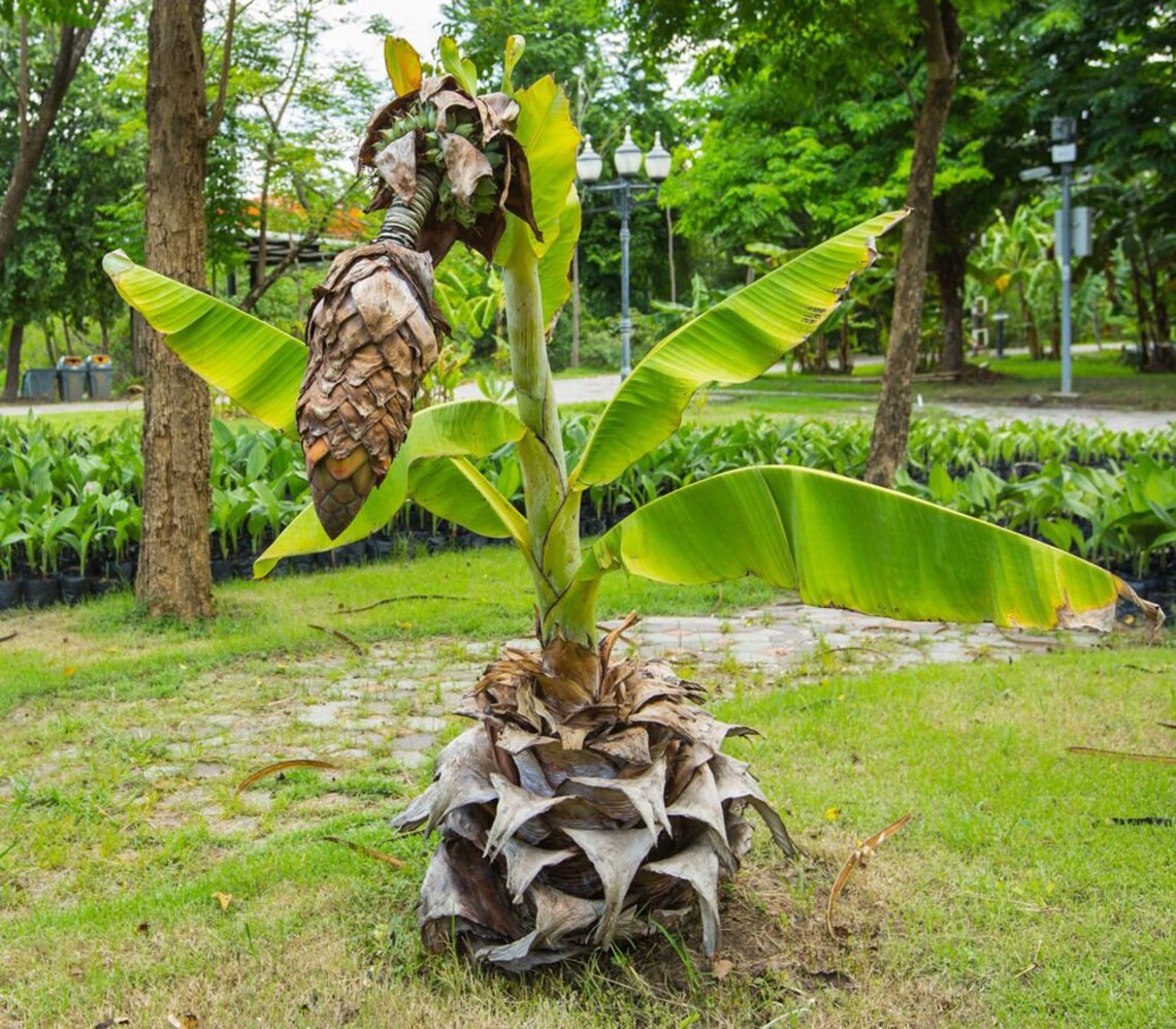 Ensete Superbum Seeds Musa Superba Cliff Banana Rock - Etsy UK