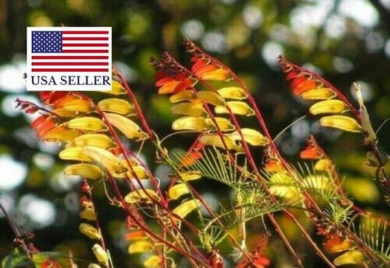 20 Ipomoea Lobata Exotic Love Seeds Mina Lobata Spanish - Etsy