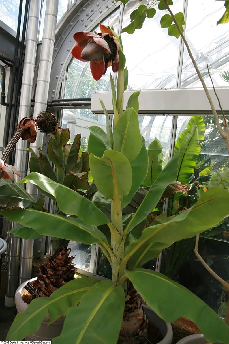 Ensete Superbum Seeds Musa Superba Cliff Banana Rock - Etsy