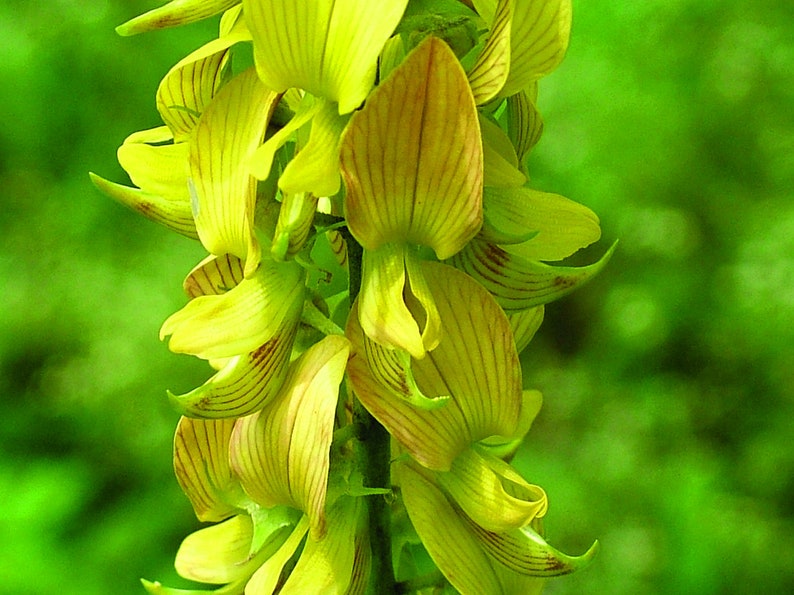 Crotalaria Pallida Smooth Rattlebox Rattlepod Perennial - Etsy