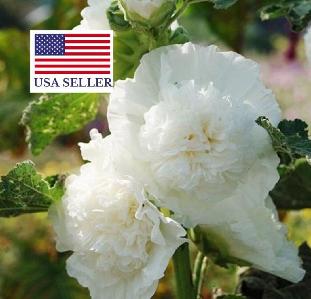 50 Alcea Rosea Chaters Double White Seeds - Alcea, Atléia, Royal Malva ...