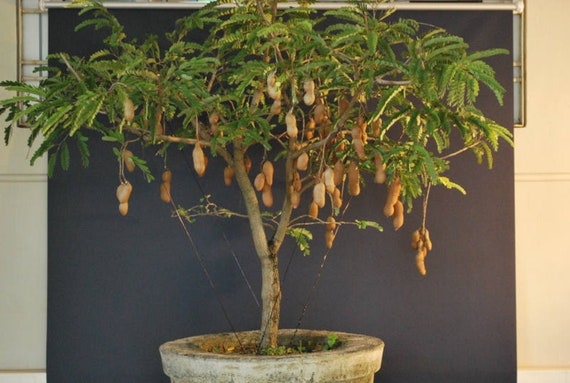 Tamarindus Indica the Tamarind Tree 10 Fresh Seeds - Etsy