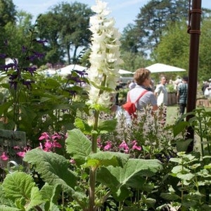 Salvia Sclarea Vatican White / White Clary Sage / Hardy Perennial ** 20 ...
