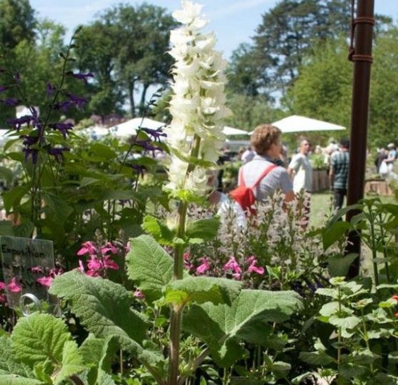 Salvia Sclarea Vatican White / White Clary Sage / Hardy - Etsy