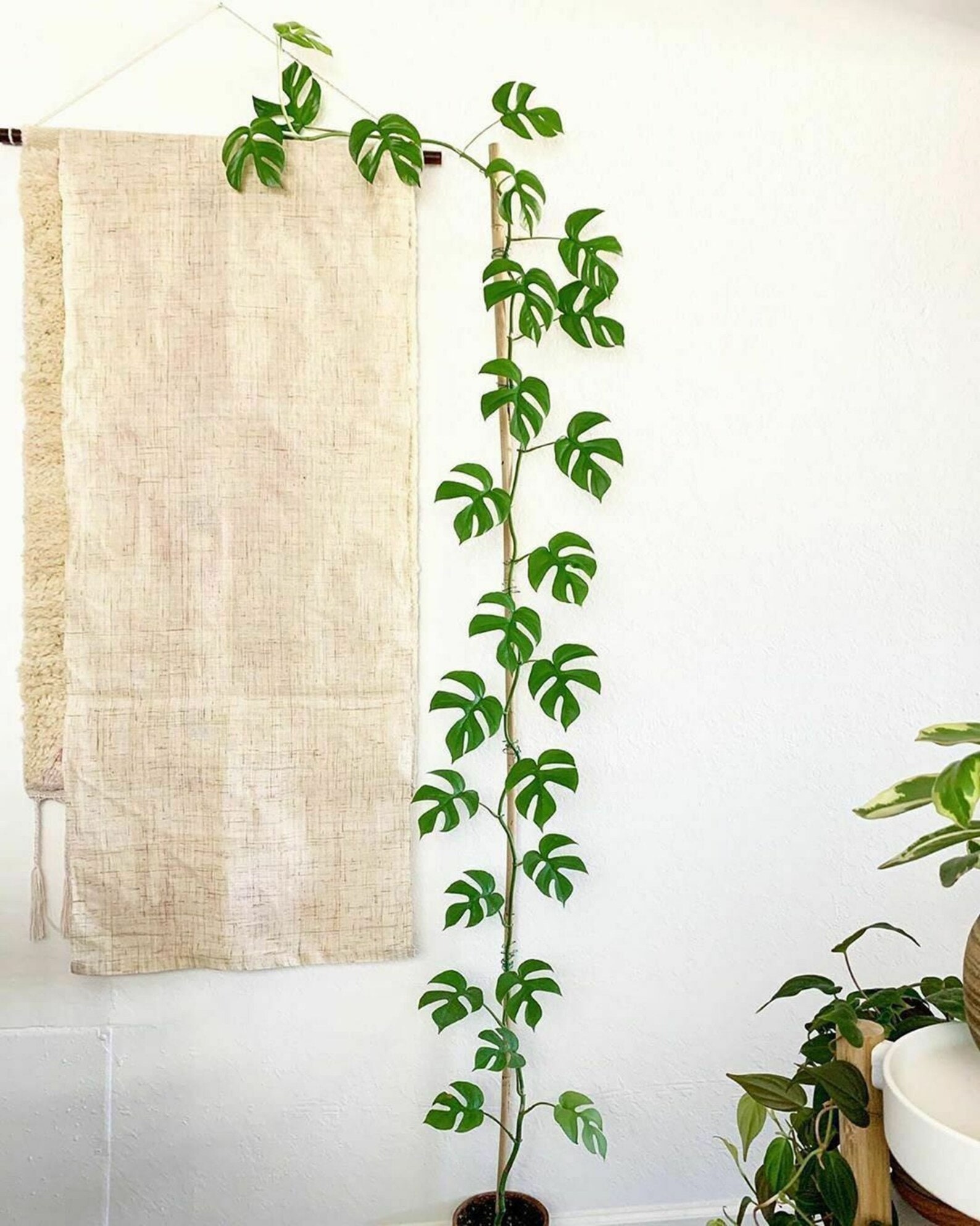 Rhaphidophora Tetrasperma Mini Monstera Philodendron - Etsy