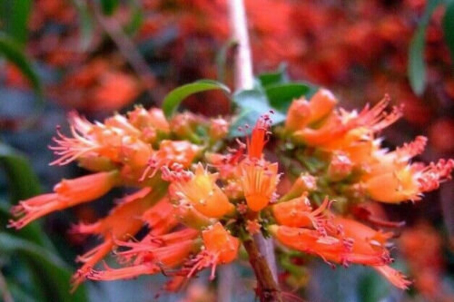 Woodfordia Fruticosa Fire Flames Woodfordia Dhataki Plant - Etsy