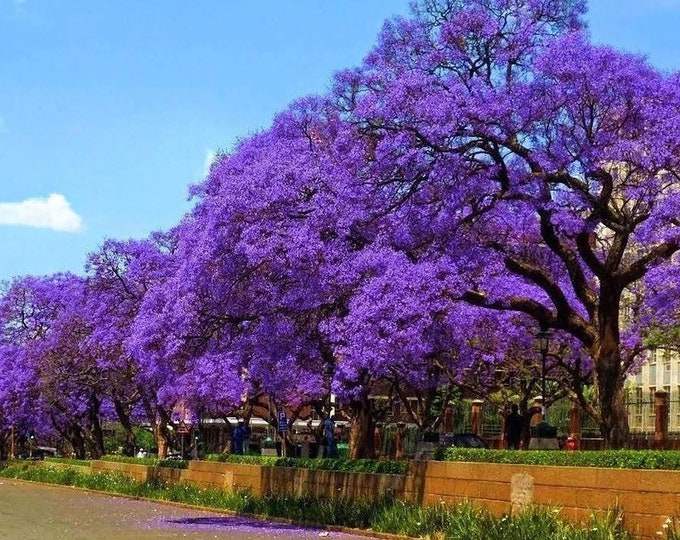 50 Blue Jacaranda Tree Seeds jacaranda Mimosifolia /jacaranda - Etsy