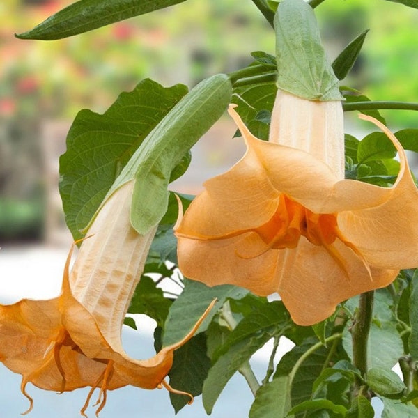 Angel Trumpet Cuttings - Etsy
