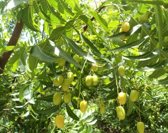 12 Fresh Neem Tree Seeds Azadirachta Indica Margosa Indian Lilac - Etsy