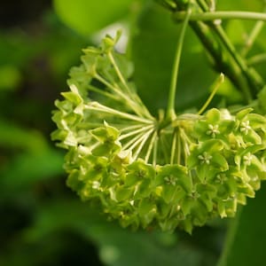 Dregea Volubilis, Wattakaka Volubilis, Hemajivanti, Wax Flower, Jukti ...