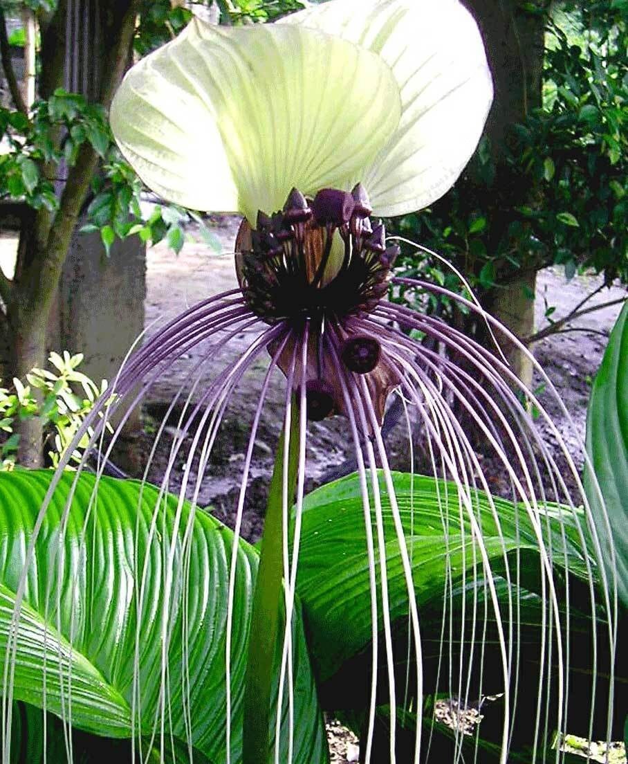 Tacca Nivea White Bat Flower Bat Head Lily 5 Seeds - Etsy