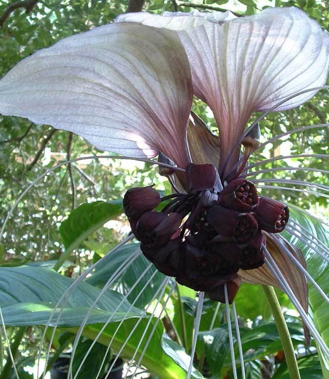 Tacca Nivea White Bat Flower Bat Head Lily 5 Seeds - Etsy Canada