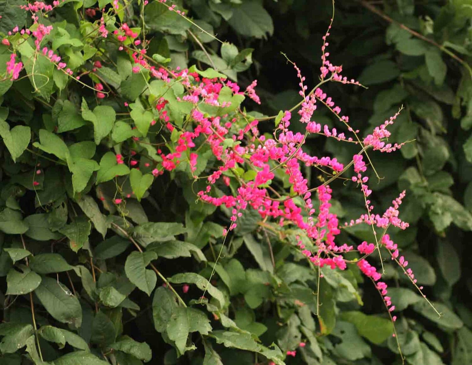 Antigonon Leptopus CORAL VINE Queen's Wreath Pink - Etsy