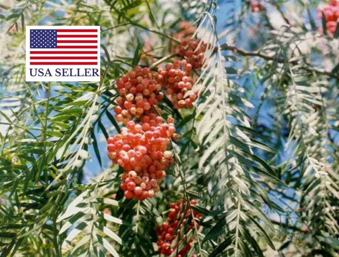 50 California Pepper Tree Seeds ( Schinus Molle ) - False Pepper Pink ...