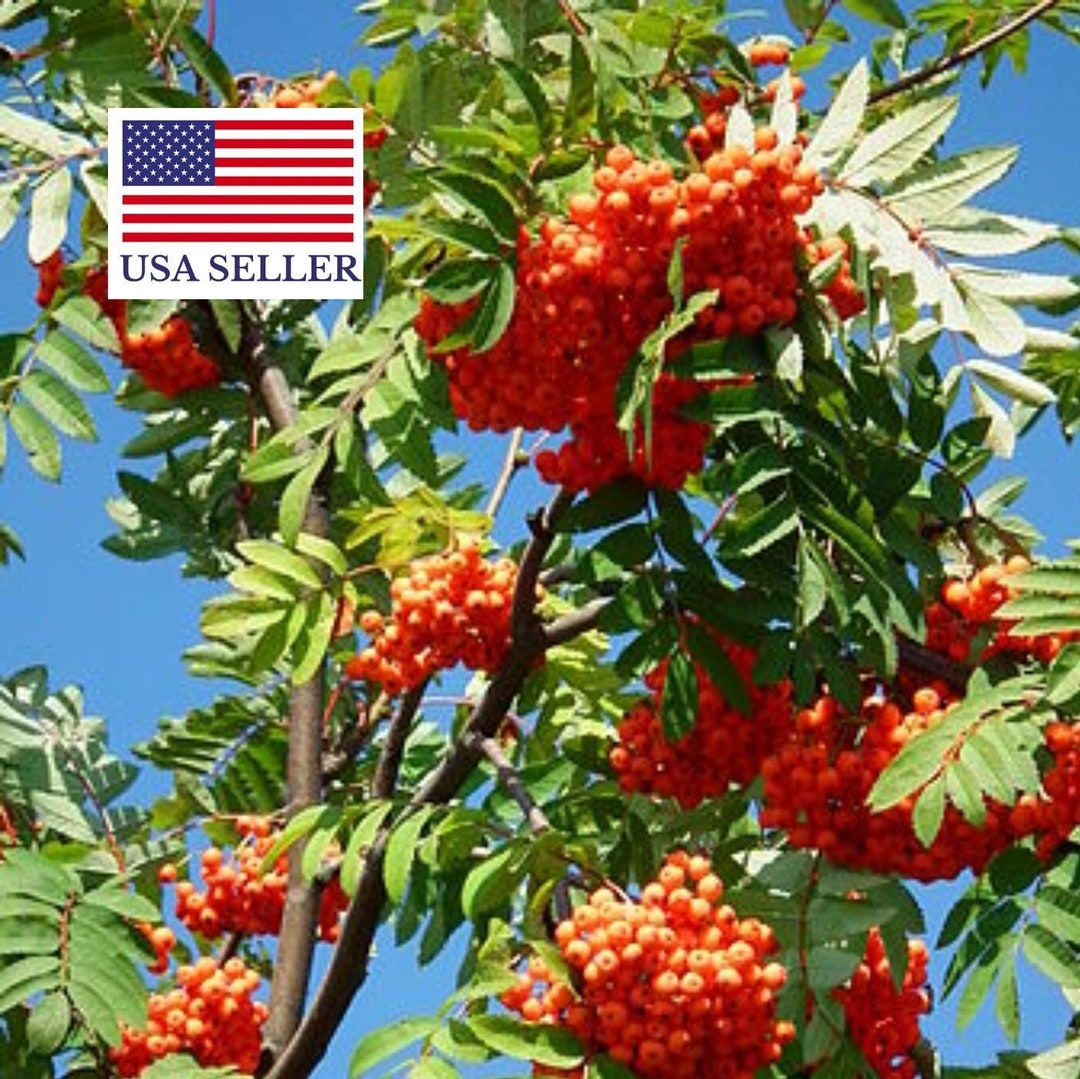 Sorbus Aucuparia - Rowan Tree, Mountain Ash - 30 Seeds - Etsy
