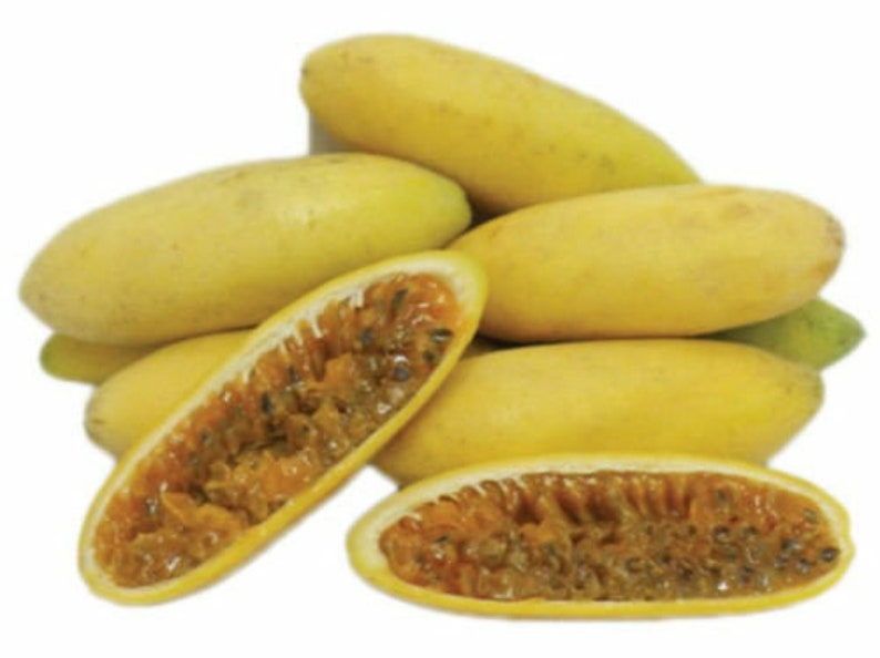 Banana Passionfruit 10 Seeds Passiflora Mollissima - Etsy