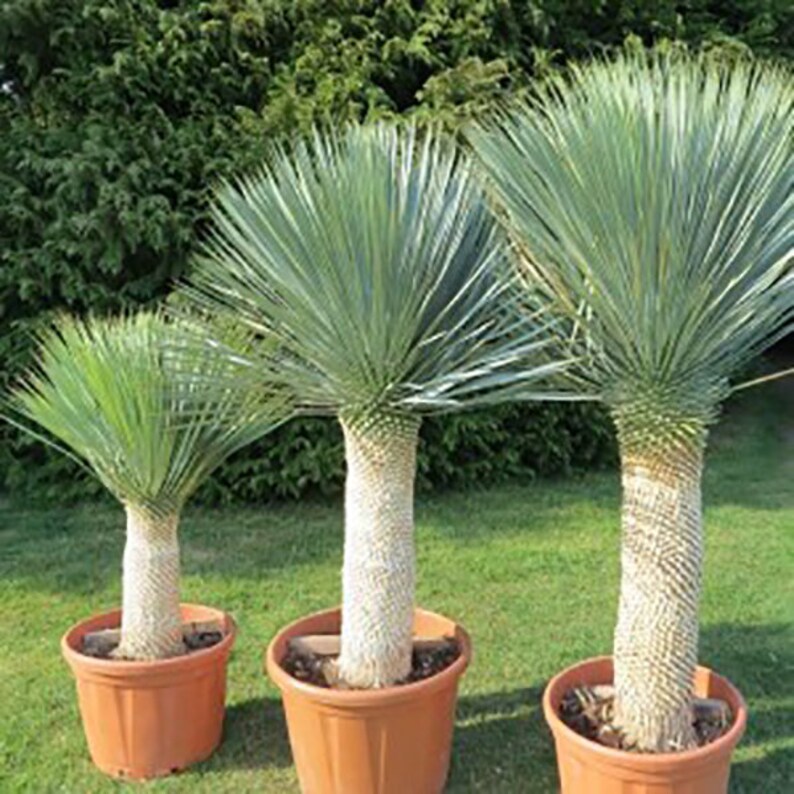Yucca Rostrata 10 Seeds Blue Beaked Yucca Hardy to Severe | Etsy