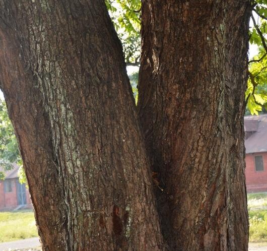 Chukrasia Tabularis Chittagong Wood Bastard Cedar India - Etsy