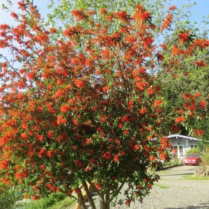 Embothrium Coccineum 4 Seeds - Chilean Fire Tree, Flame Flower - Etsy