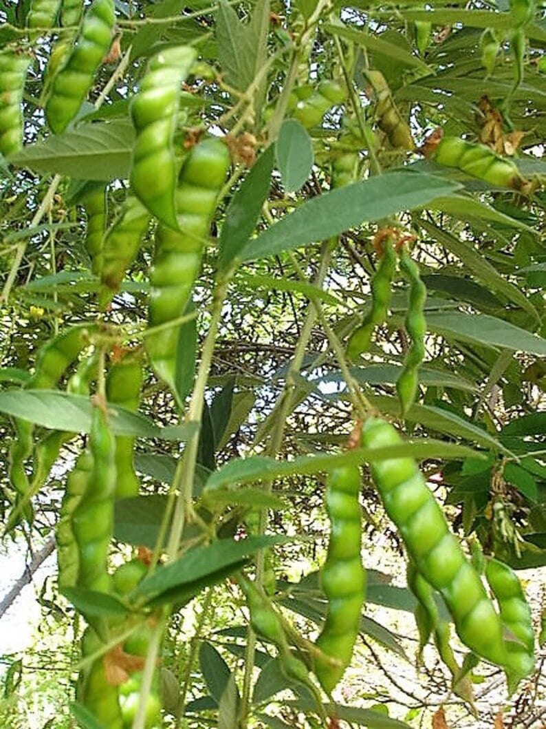 20 Cajanus Cajan Seeds PIGEON PEA Dhal Gungo Puerto Rico - Etsy
