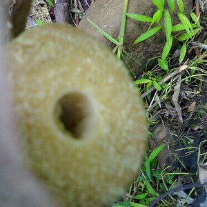 Dendrocalamus Strictus 20 Seeds Iron Bamboo Male Bamboo - Etsy