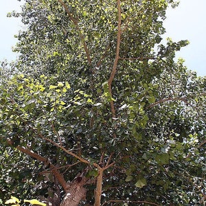 Haldina Cordifolia Seeds - Adina Cordifolia - Haldu Tree - 200 Seeds - Etsy