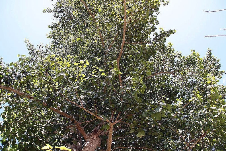 Haldina Cordifolia Seeds Adina Cordifolia Haldu Tree 200 - Etsy