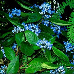 Dichroa Febrifuga Seeds, Tibetan Hortence, Chinese Quinine - 10 Seeds ...
