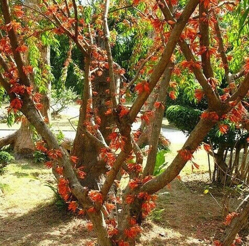 Woodfordia Fruticosa Fire Flames Woodfordia Dhataki Plant - Etsy