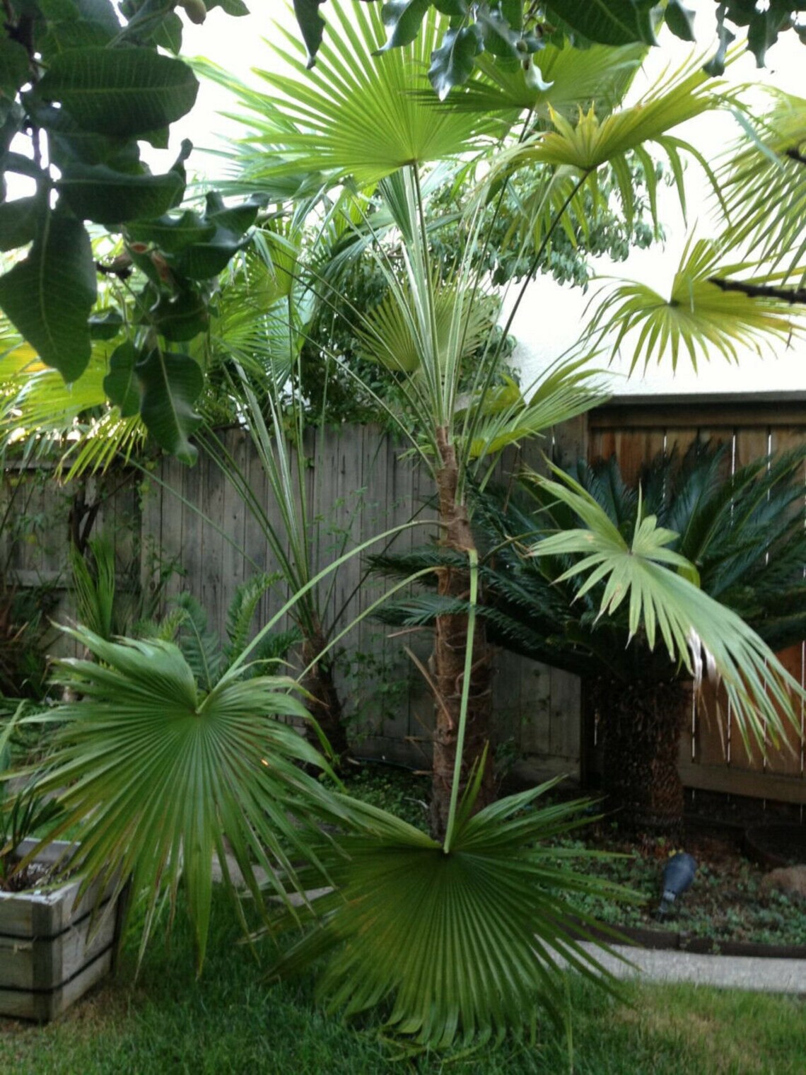 Trachycarpus Latisectus Windamere Palm 5 Seeds - Etsy