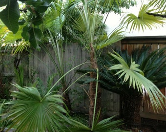 Plants Home & Living Windamere Palm Trachycarpus latisectus 5 Seeds ...