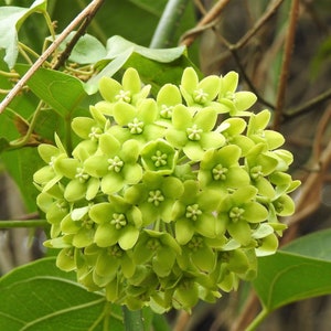 Dregea Volubilis, Wattakaka Volubilis, Hemajivanti, Wax Flower, Jukti ...