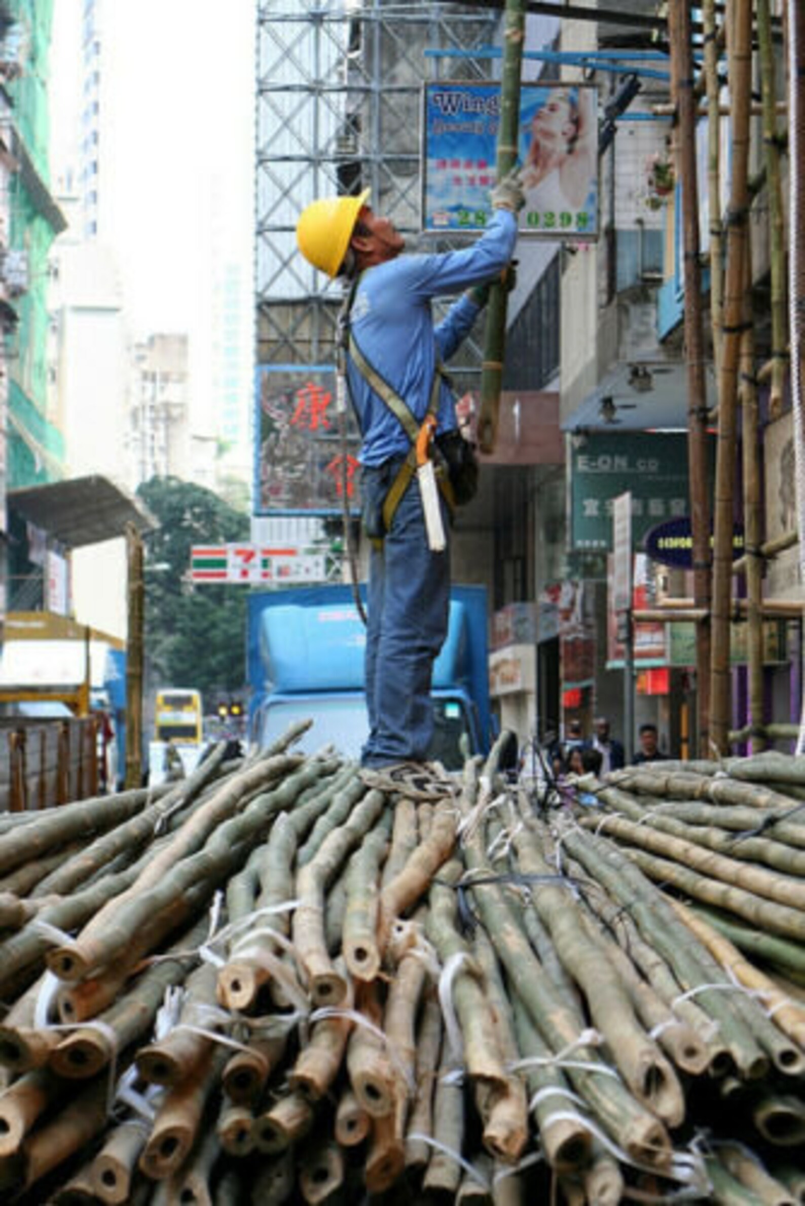 40 Male Bamboo Seeds dendrocalamus Strictus Iron Bamboo - Etsy