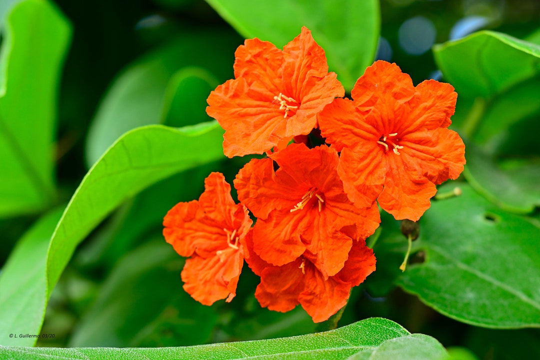 Geiger Tree Geranium Tree, Aloe Wood, Avellana, Cordia Sebestena Seeds ...